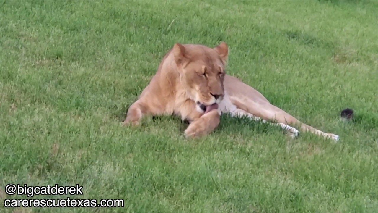 Big Cat Sunset Stroll - YouTube