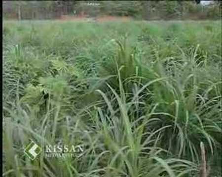Cultivation of Fodder Crops - YouTube