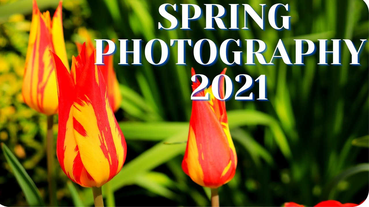 Spring photography 2021 ( Flowers video ) Quotes | Joylandz travel ...