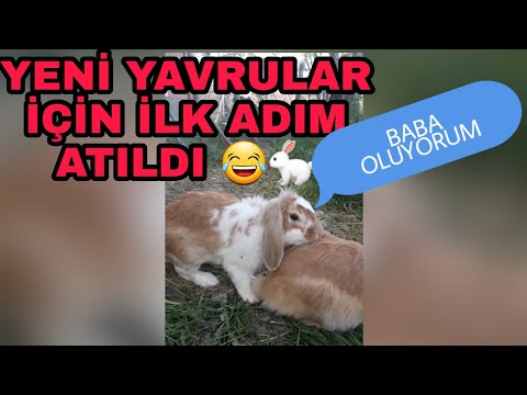 Ve merakla beklenen çiftleşme nihayet gercekleşti 😂🐇 15 Mayıs 2020 #tavşan #lop #aslanbaş
