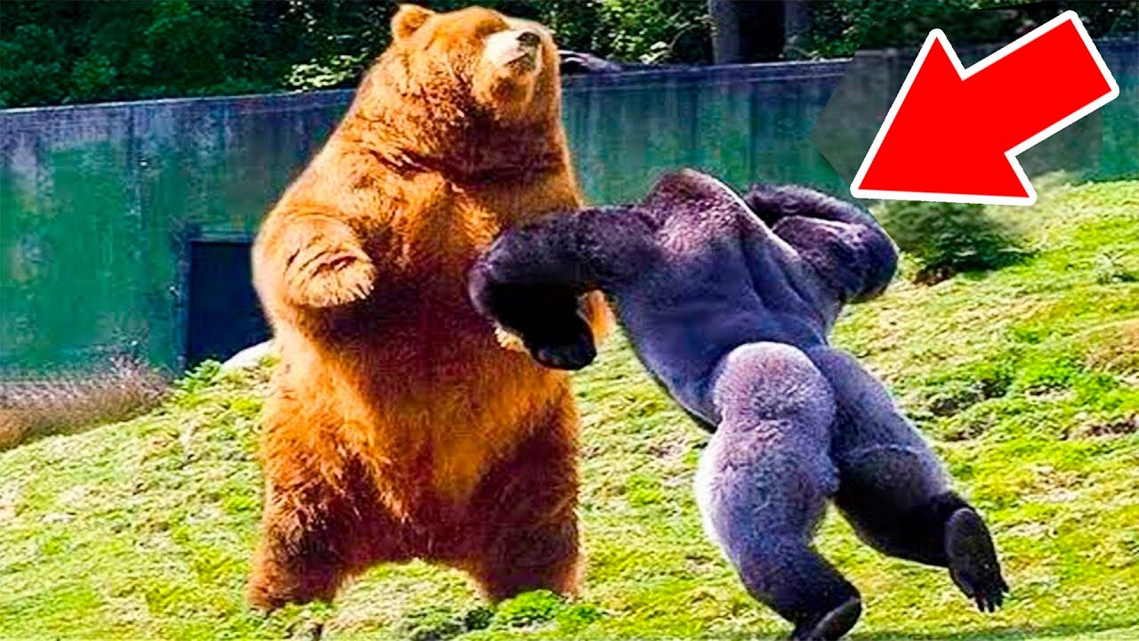 Top 5 Most Aggressive Animals On The Planet | Trend Dive - YouTube