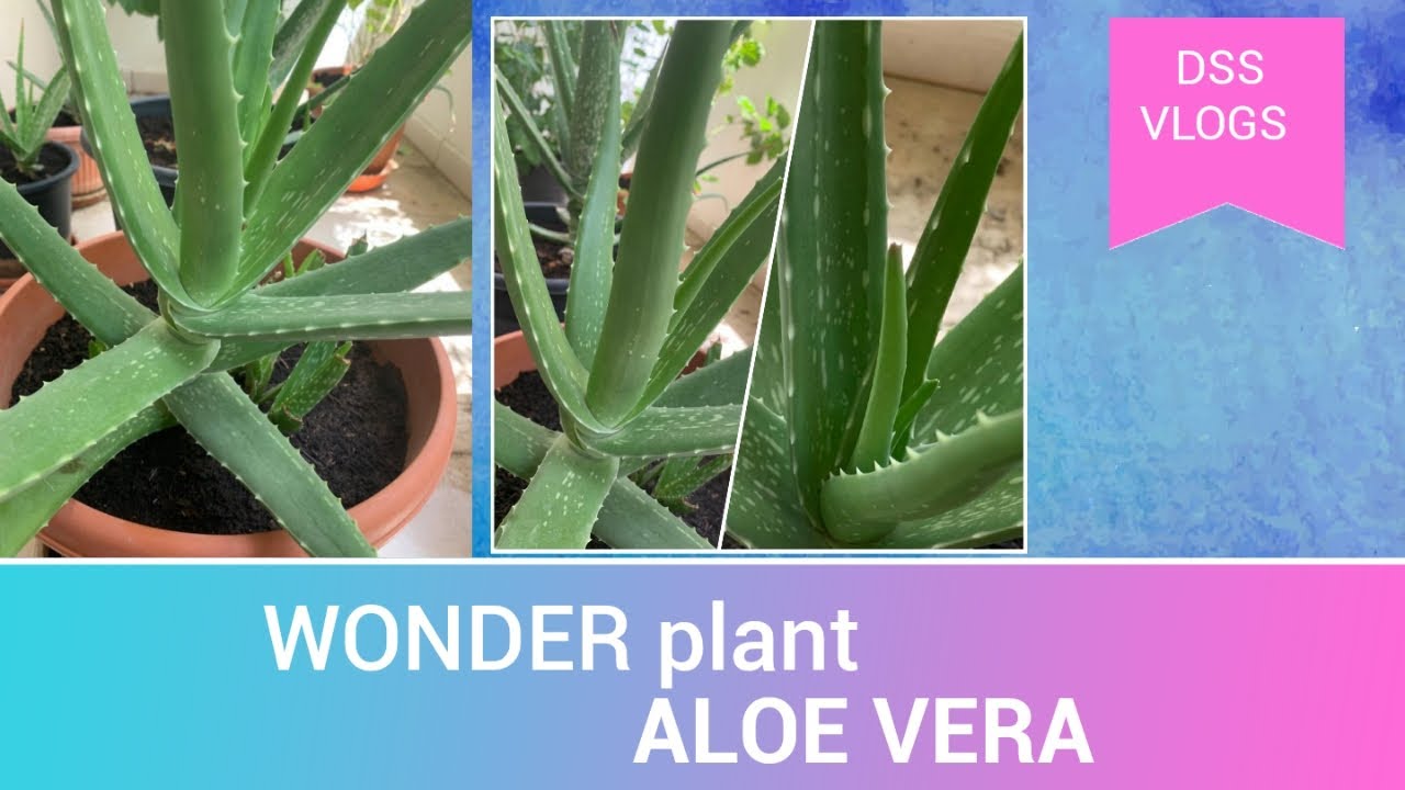 MAGIC of Aloe Vera |Wonder Plant | #DSSVlogs - YouTube