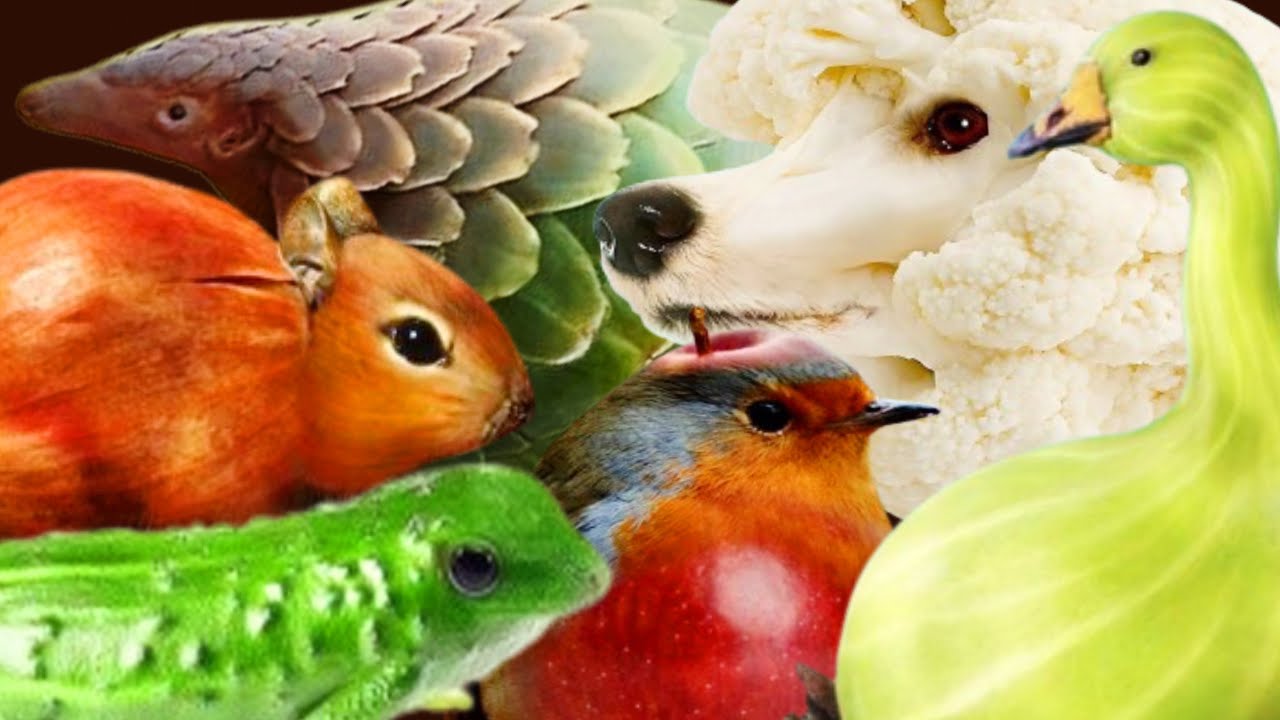 cauliflower dog & gooseberry goose & apple bird & cucumber lizard ...