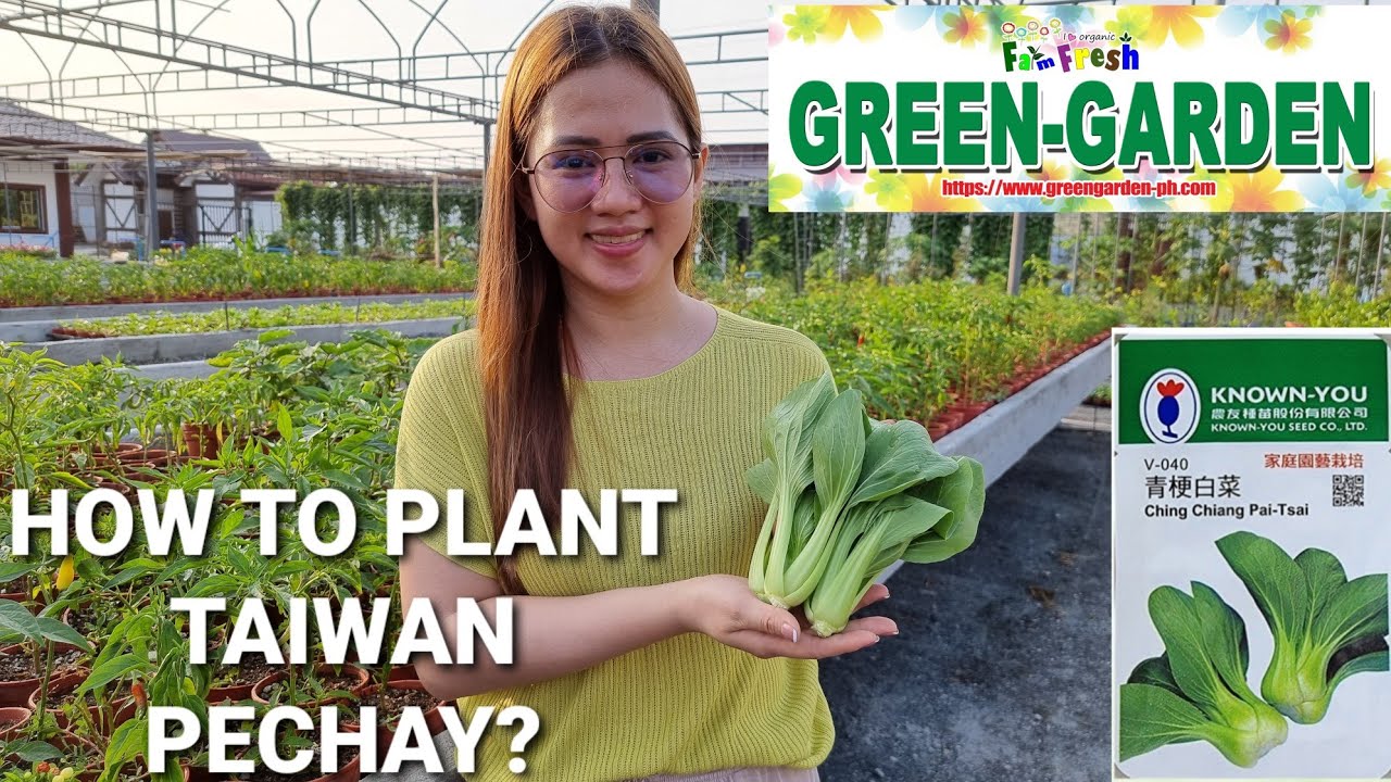 HOW TO PLANT TAIWAN PECHAY? 🌿🌱☘ #GREENGARDENJOURNEY - YouTube
