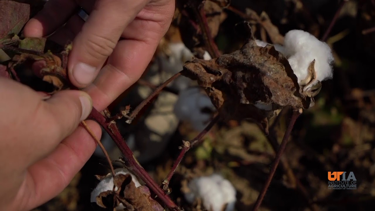 Cotton Defoliation: 2nd Application - YouTube