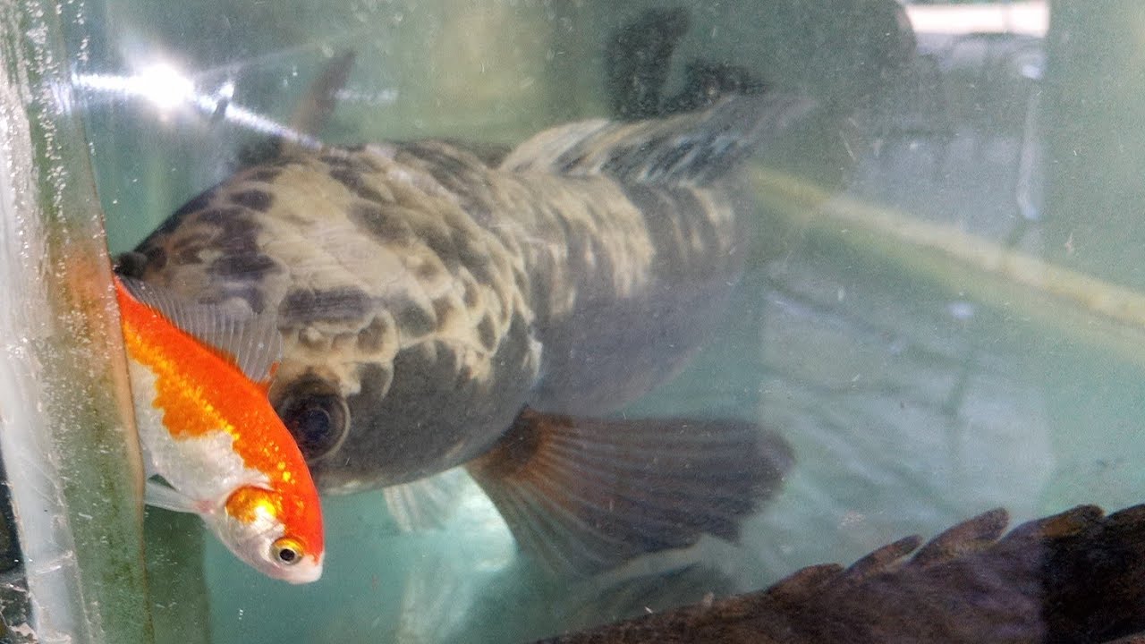 IKAN PREDATOR MARU BORNEO DAN JARDINI MAKAN KOMET (part 2) - YouTube
