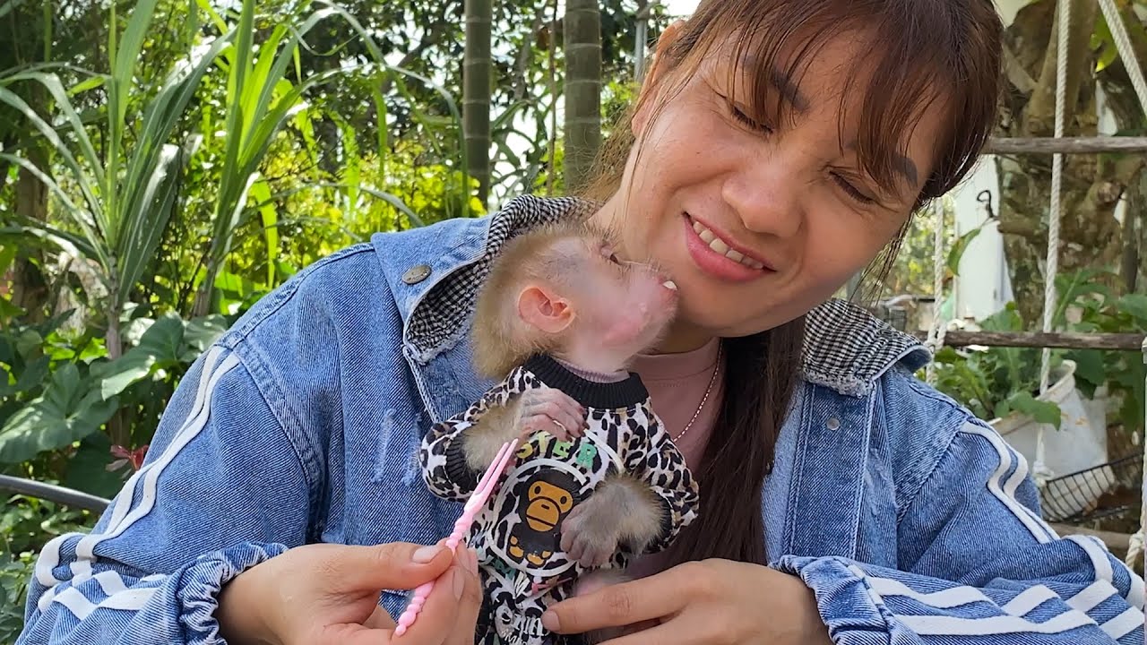 Monkey Zim kisses mom to thank the mashed banana | Monkey Zim - YouTube