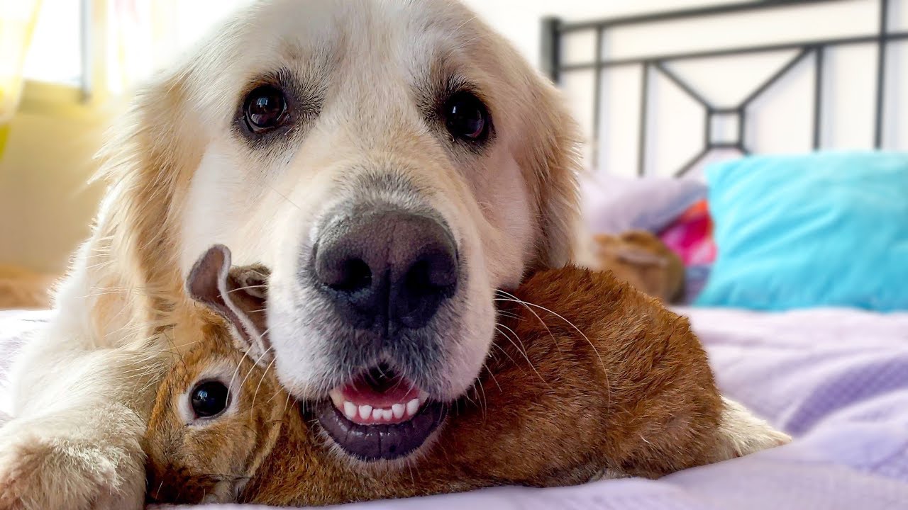 When the Dog is TOO BIG to play with Rabbits! - YouTube