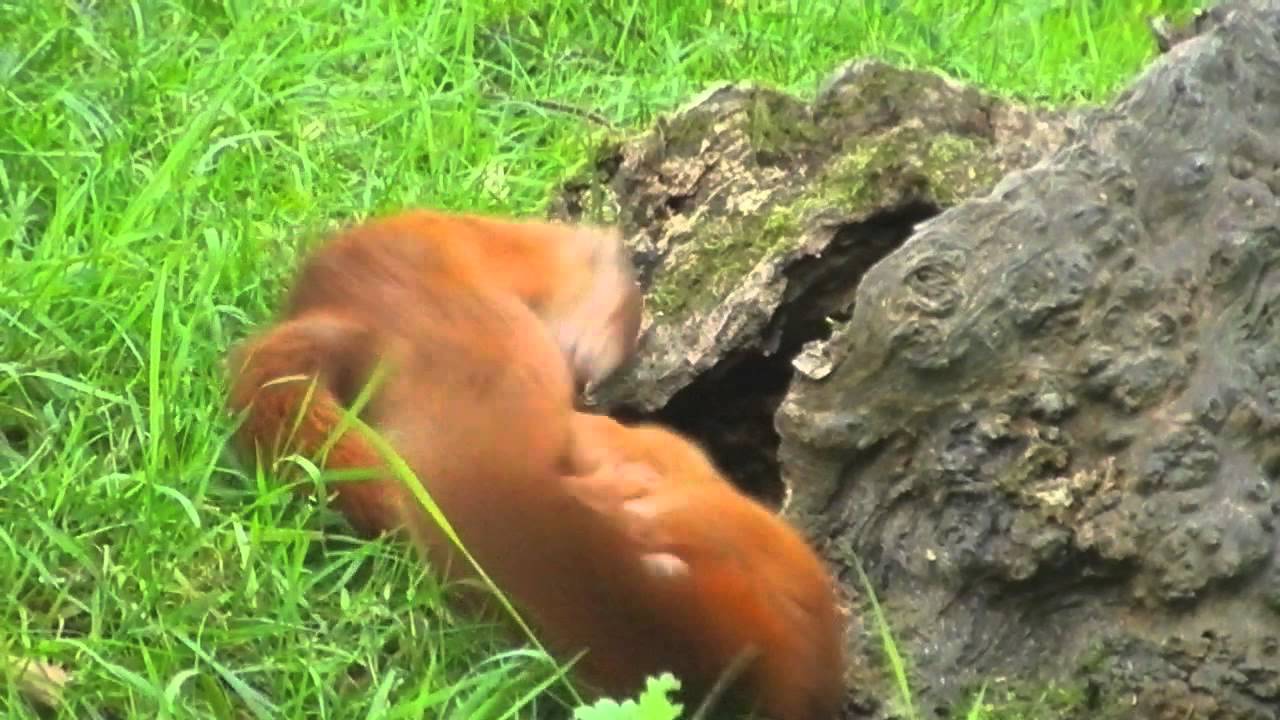 red squirrels playing at the British Wildlife Centre - YouTube