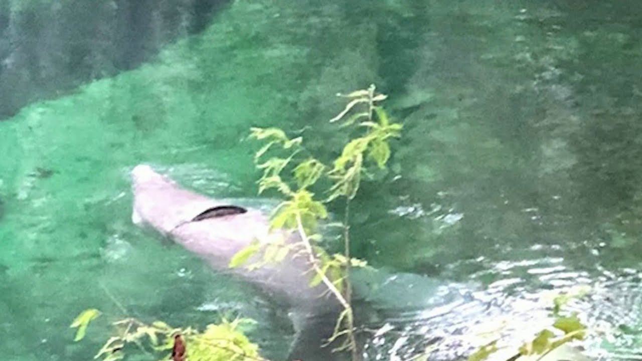 Search wraps up for manatee with tire stuck around belly - YouTube