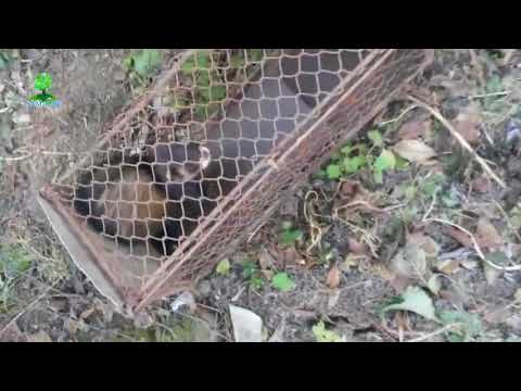 Funny polecat in the trap- we let him free at the last