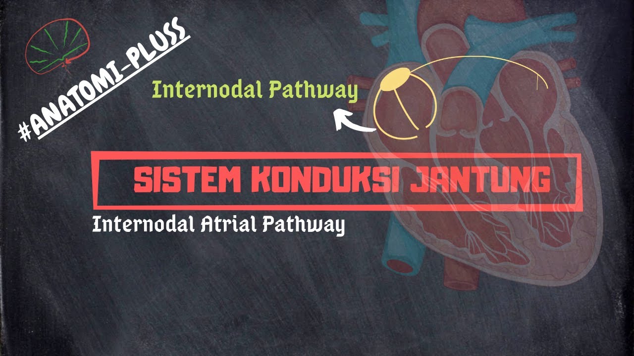 Sistem Konduksi jantung | Internodal Pathway (tract) - YouTube
