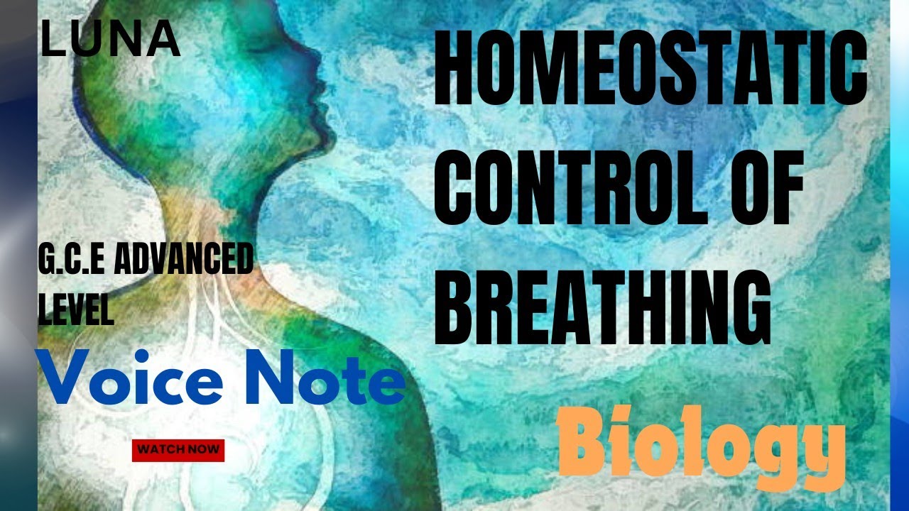 Homeostatic control of breathing - Voice note by LUNA - G.C.E Advanced ...