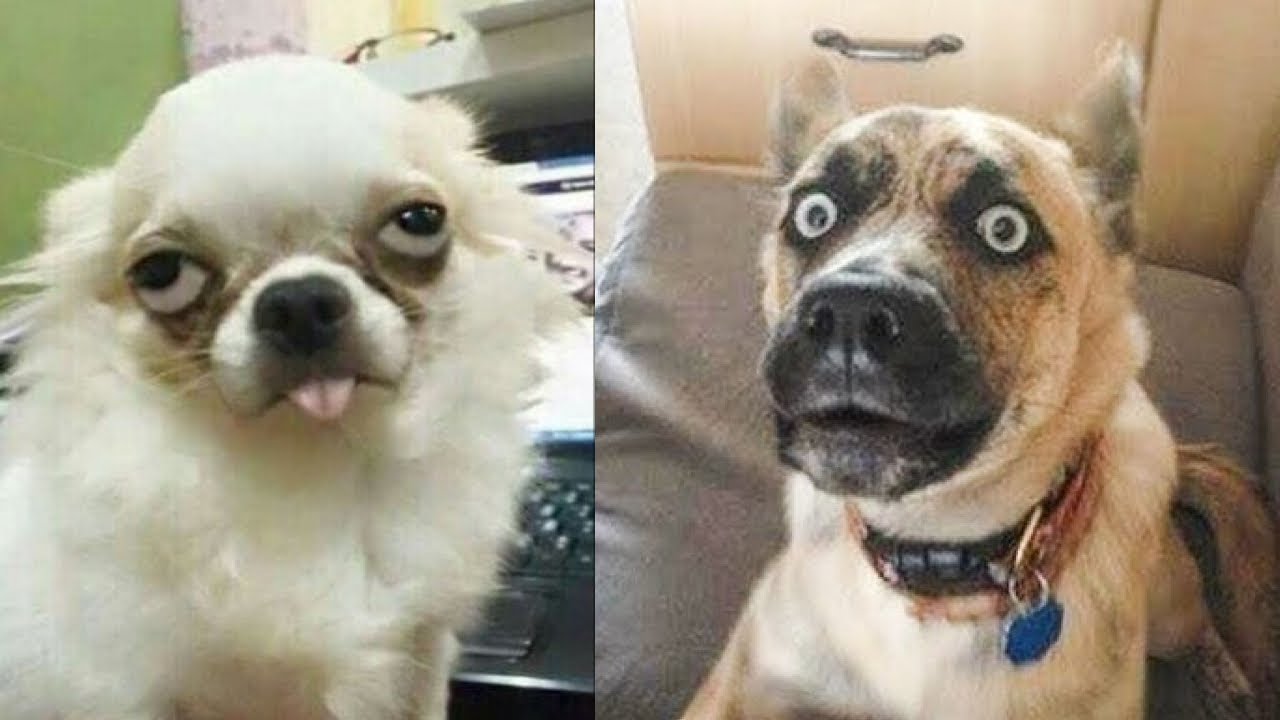 🐶 Funny Dogs Compilatoin, Try Not to Laugh 😂 FUNNIEST Dogs Moments ...