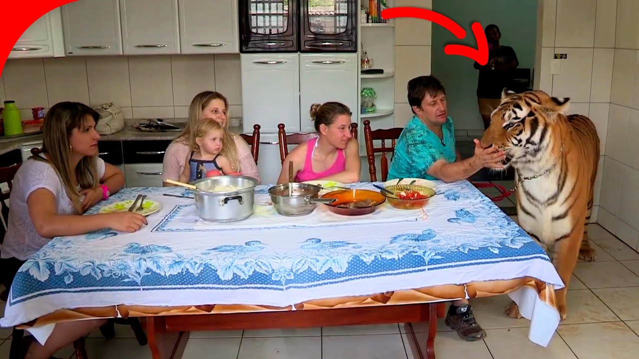 Families Live with Tigers at Home! Discover their Amazing Life Together ...