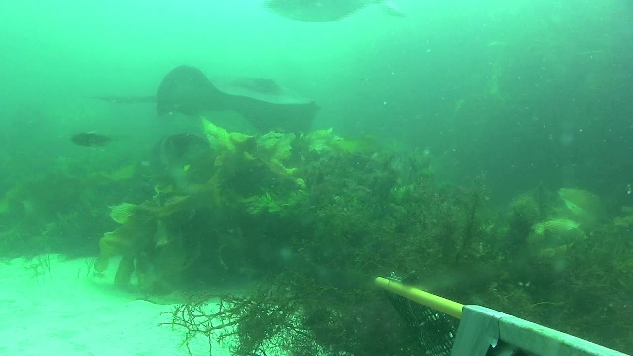 BRUV footage from Maria Island, Tasmania - YouTube