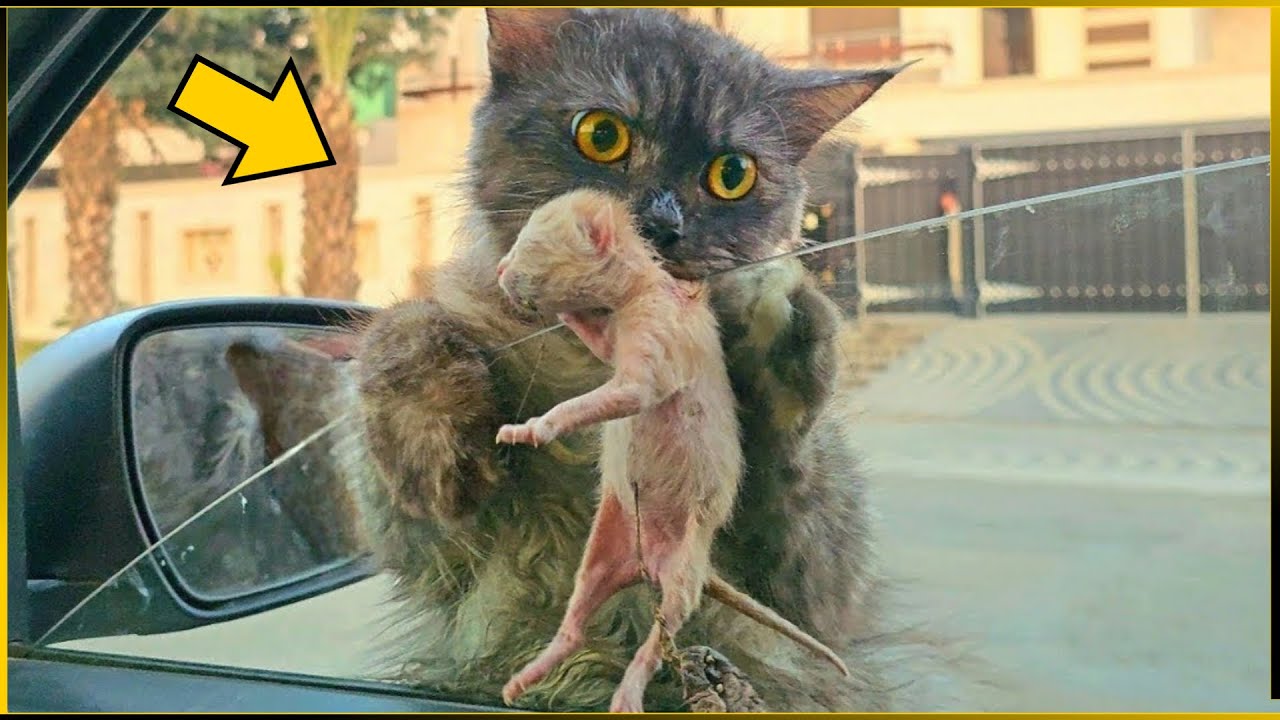 World's MOST Viral Animals Videos On YouTube in 2025! - YouTube