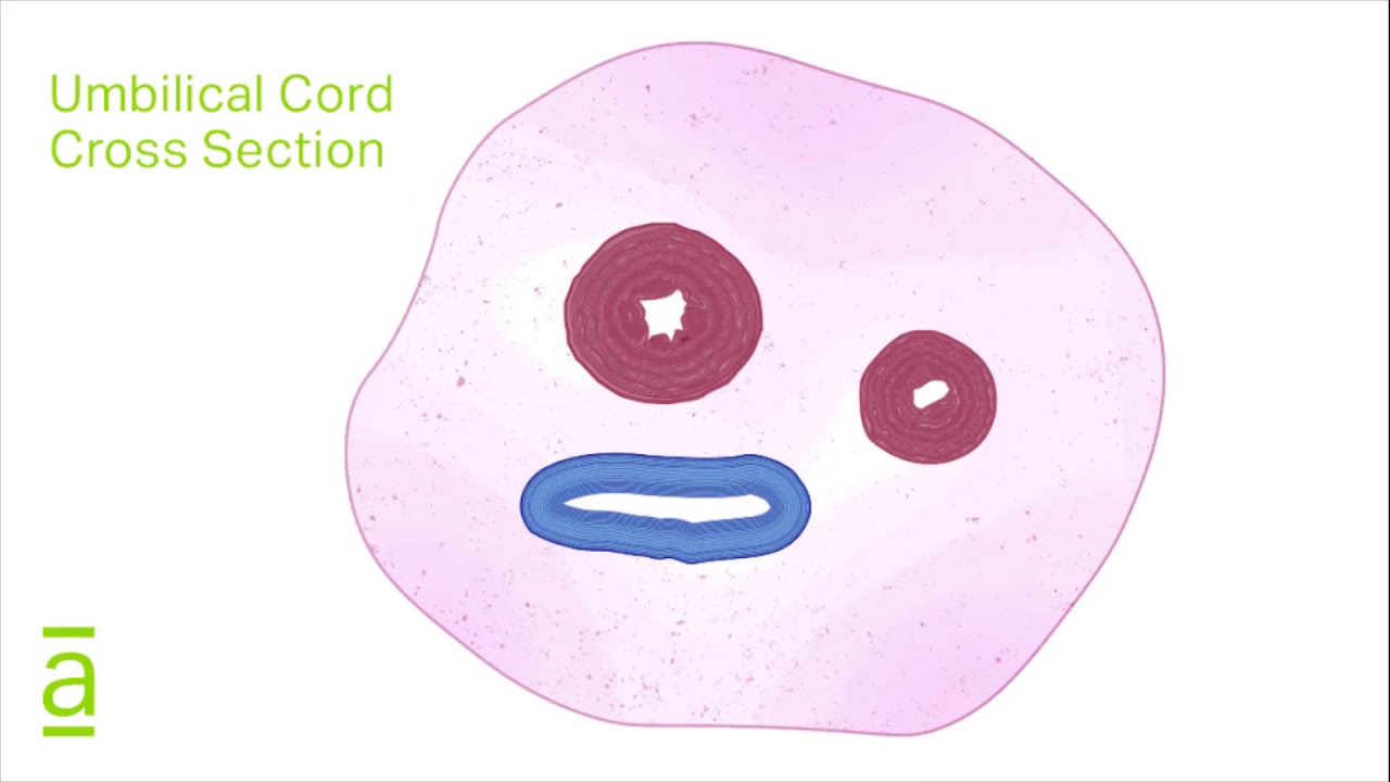 Umbilical Cord Cross Section