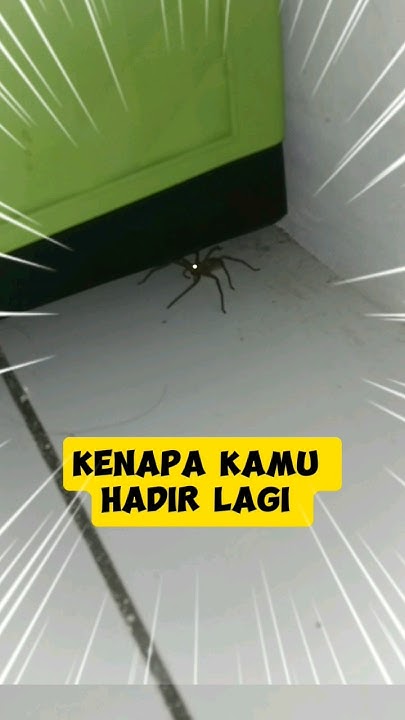 Srlalu ada laba laba dirumah - YouTube