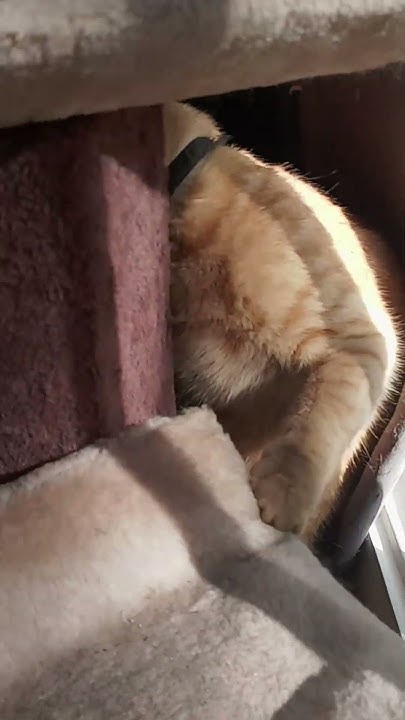 DJ Orange Cat (Hank) - YouTube