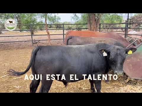 TOROS ANGUS | Rancho Cinco Talentos | Angus | Zacatecas - YouTube