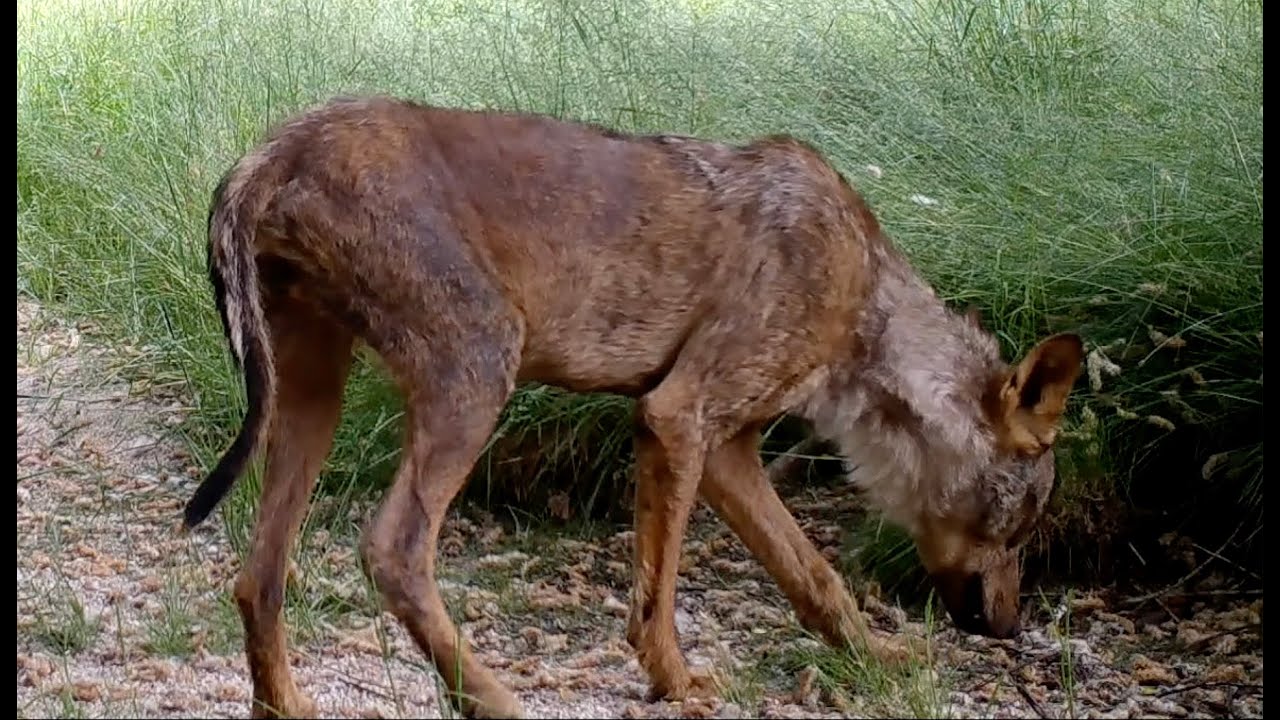 Lobo con Sarna / Wolf with Mange - YouTube
