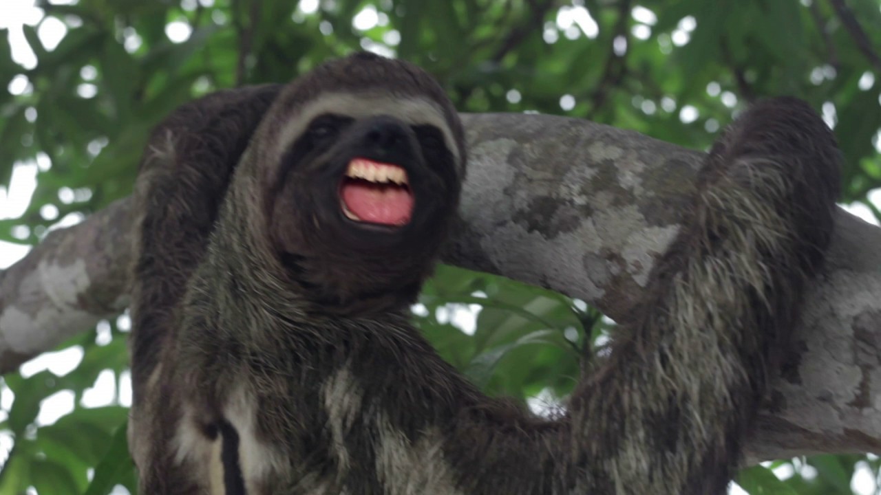 Malaco Crazy Face Animal - YouTube