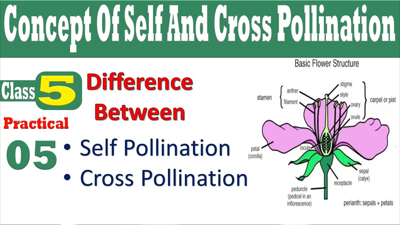 Concept Of Self And Cross Pollination Class 5 P5 - YouTube