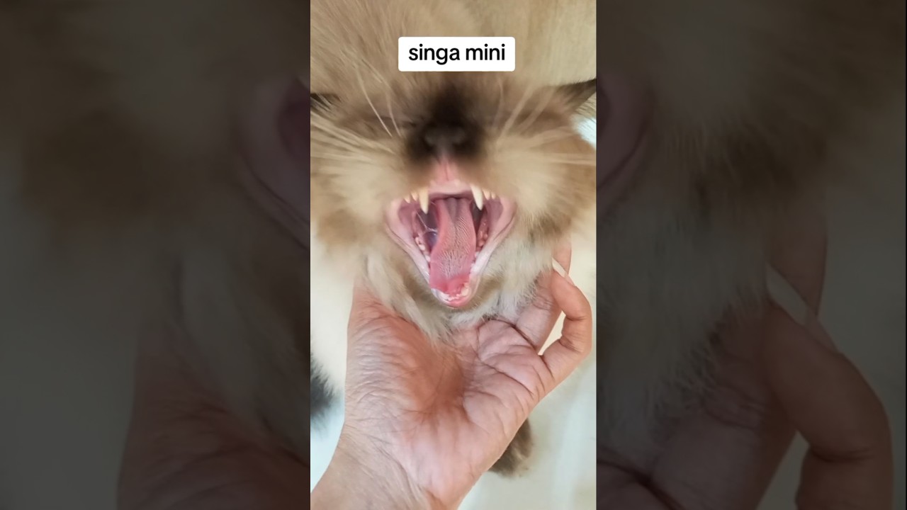 auman singa mini #shorts #shortvideo #roar #subscribe #catlover #kucingmeong #kucing #meong ...