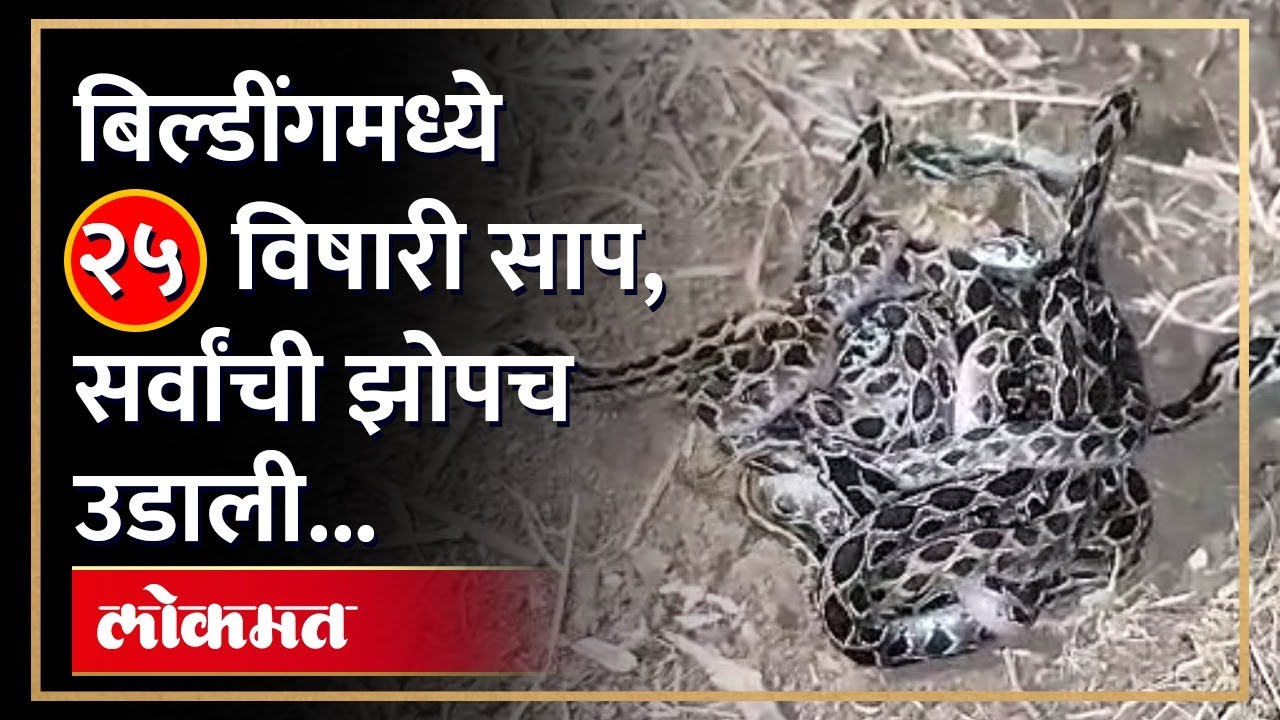 25 Ghonas snakes found in Building | बिल्डींगमध्ये घोणस जातीने २५ साप ...