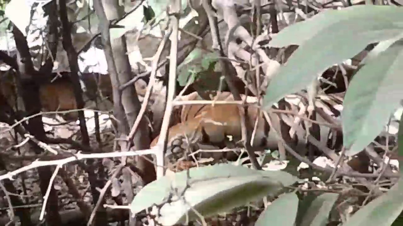 Tiger Ustad T24 - Barely 15 feet away - YouTube