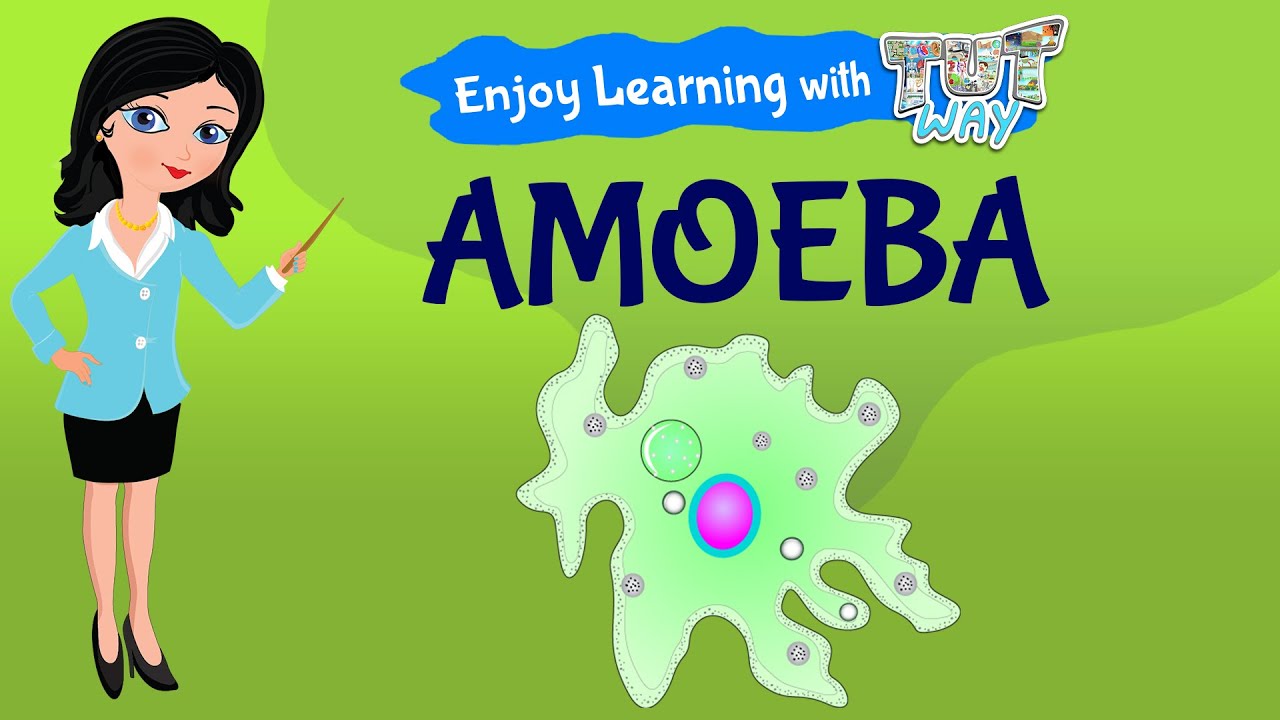 Amoeba Microorganism: Educational Videos For Kids | Tutway - YouTube