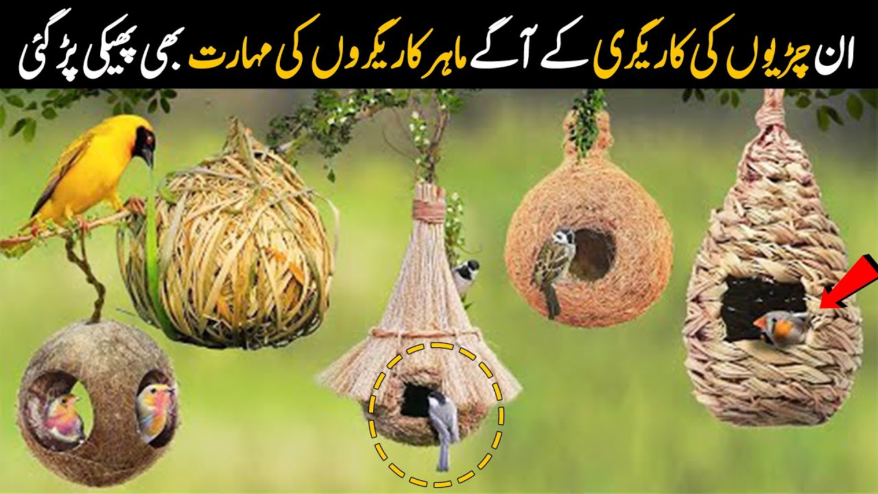 Most Beautiful Birds Nests in the World | Unusual Birds Nests | NYKI ...