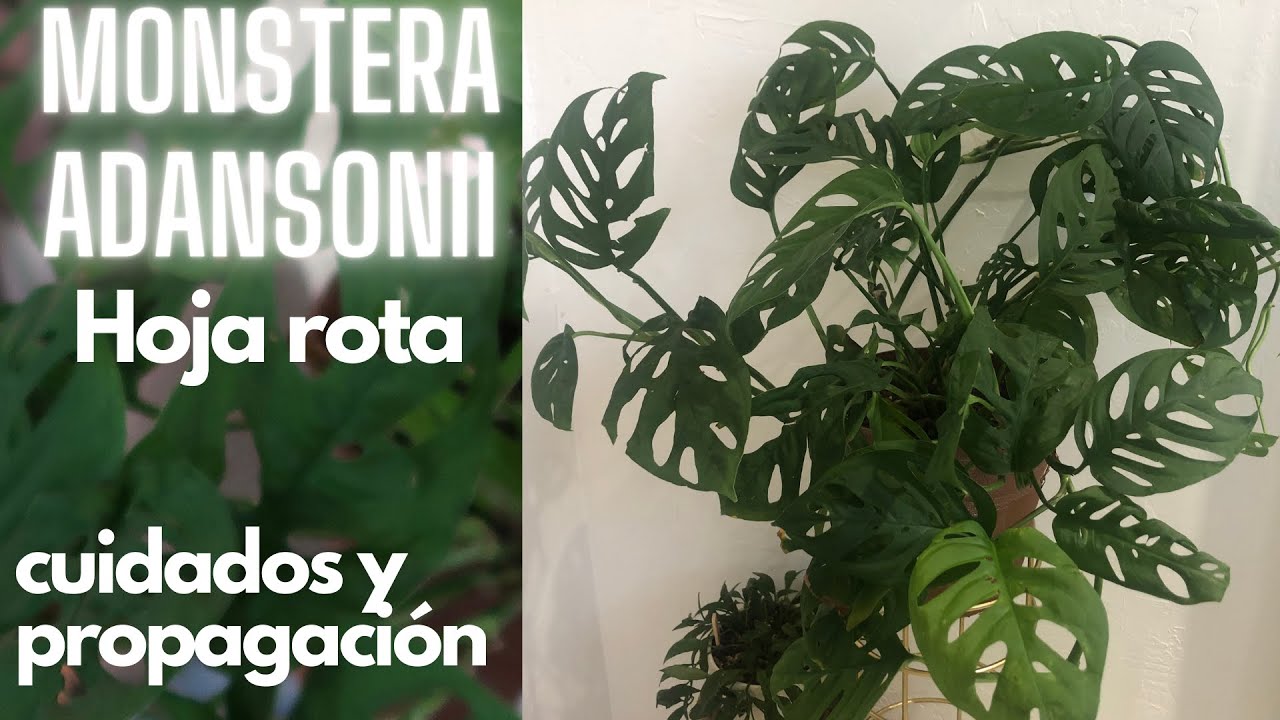 monstera adansonii (Hoja rota) - YouTube