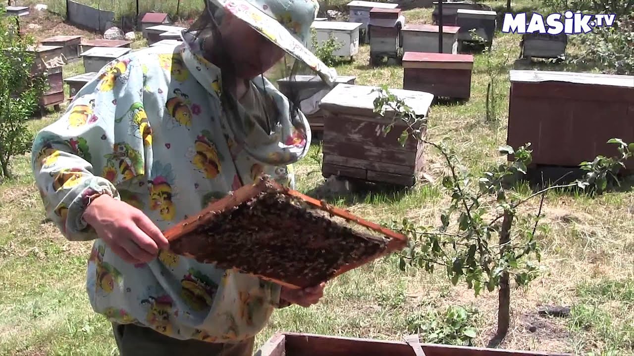 Пасека - YouTube