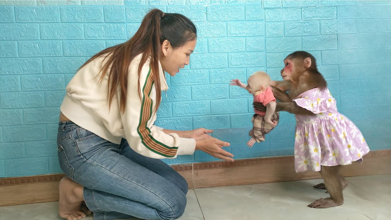 Baby monkey Su doesn't want to leave his mother - YouTube