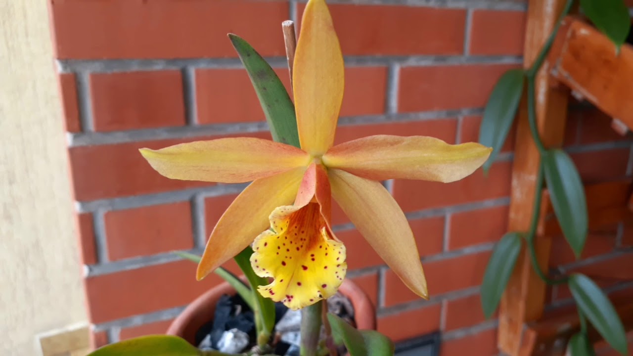 Blc Golden Tang - YouTube