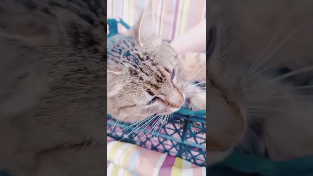 Кошка Соня и котята. Как быстро летит время. - YouTube