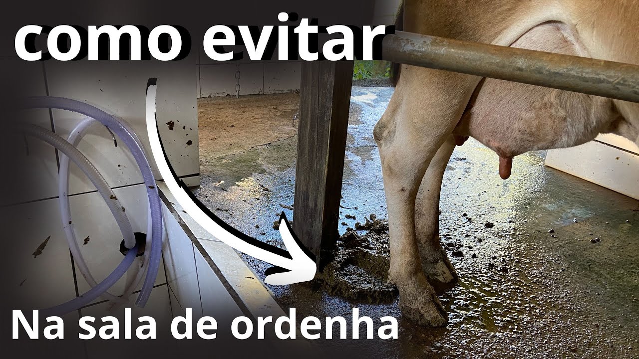 Como evitar que a vaca faça coco e xixi durante a ordenha. - YouTube