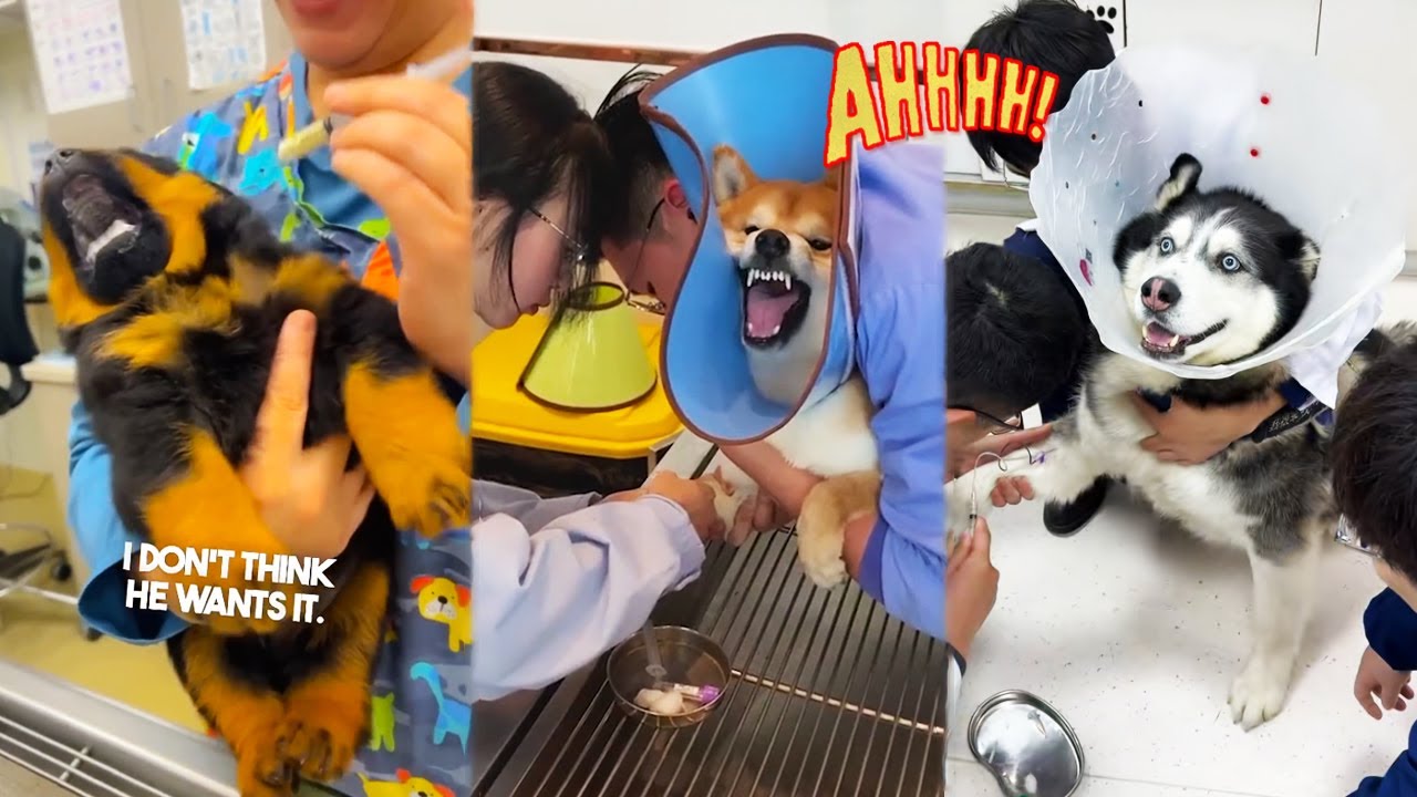 The Hilarious Reactions of Dogs When Going To the Vet 🐶 Funniest Dog ...