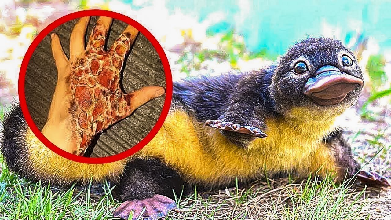 Can You Guess What is the Deadliest Animal to Humans? #animalfacts # ...