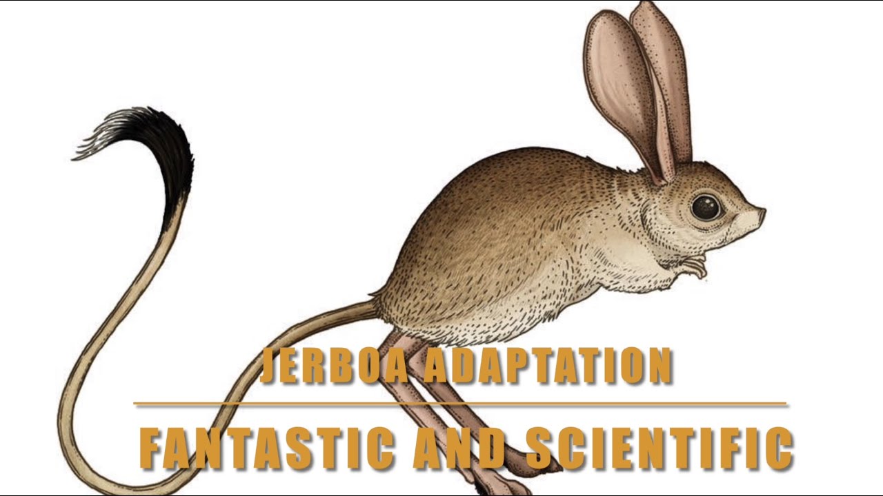 Jerboa| Jerboas| Jerboa Adaptation| Adaptation In Jerboa| Adaptation In ...
