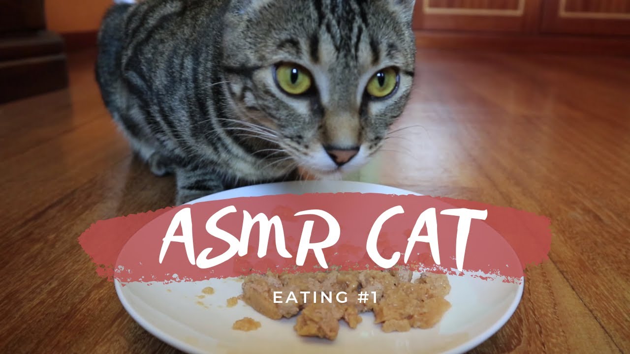 ASMR Cat - Eating #1 - YouTube