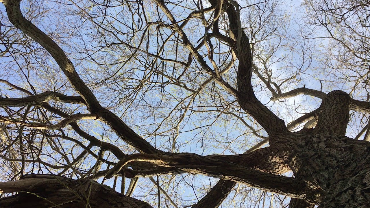 Golden weeping willow - canopy - February 2019 - YouTube