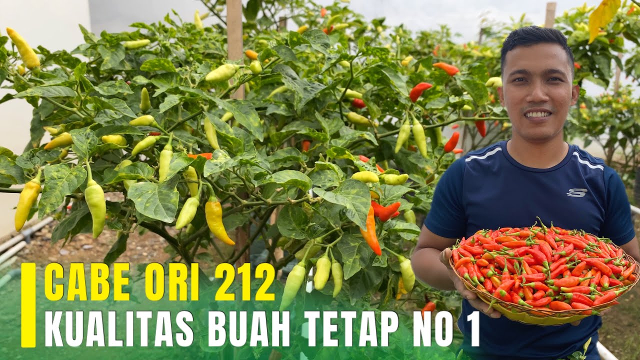 PANEN CABE RAWIT ORI 212 ‼️ UMUR TANAMAN BOLEH TUA TAPI HASILNYA - YouTube