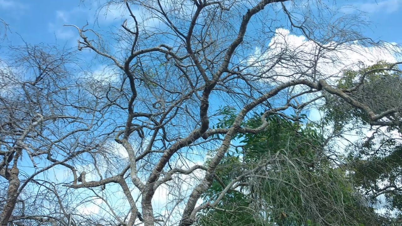 Veja o pé de mangaba que eu encontrei - YouTube