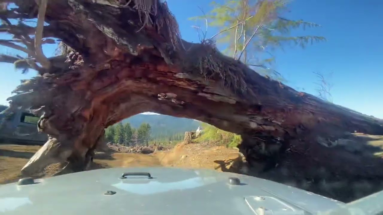 Cedar Tree Trail - Tillamook Forest, Oregon - YouTube