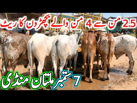 Today Multan Cow Mandi Fresh Latest Rates Update Video | Sahiwal Cholistani Bachre | Cow Mandi 2026