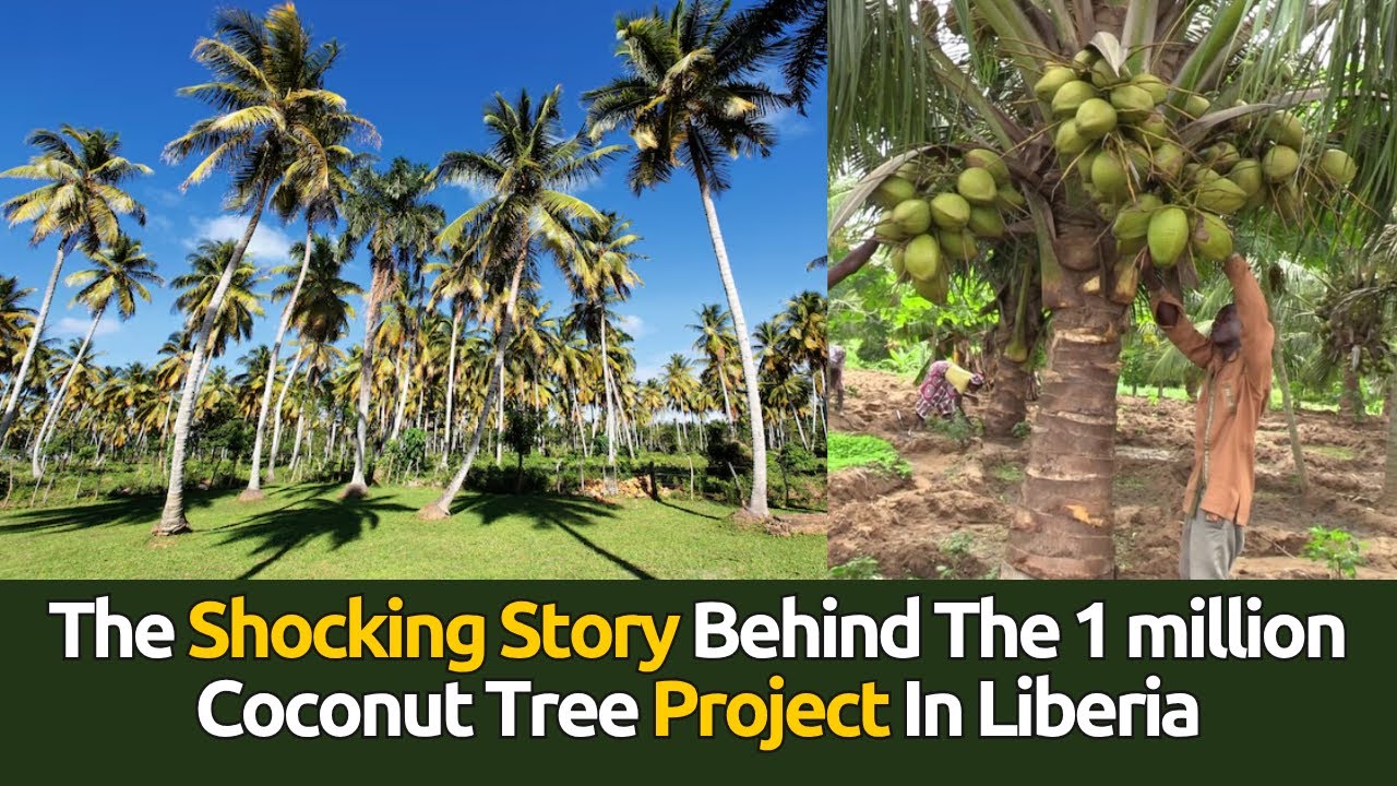 The Shocking Story Behind The 1 million Coconut Tree Project In Liberia ...