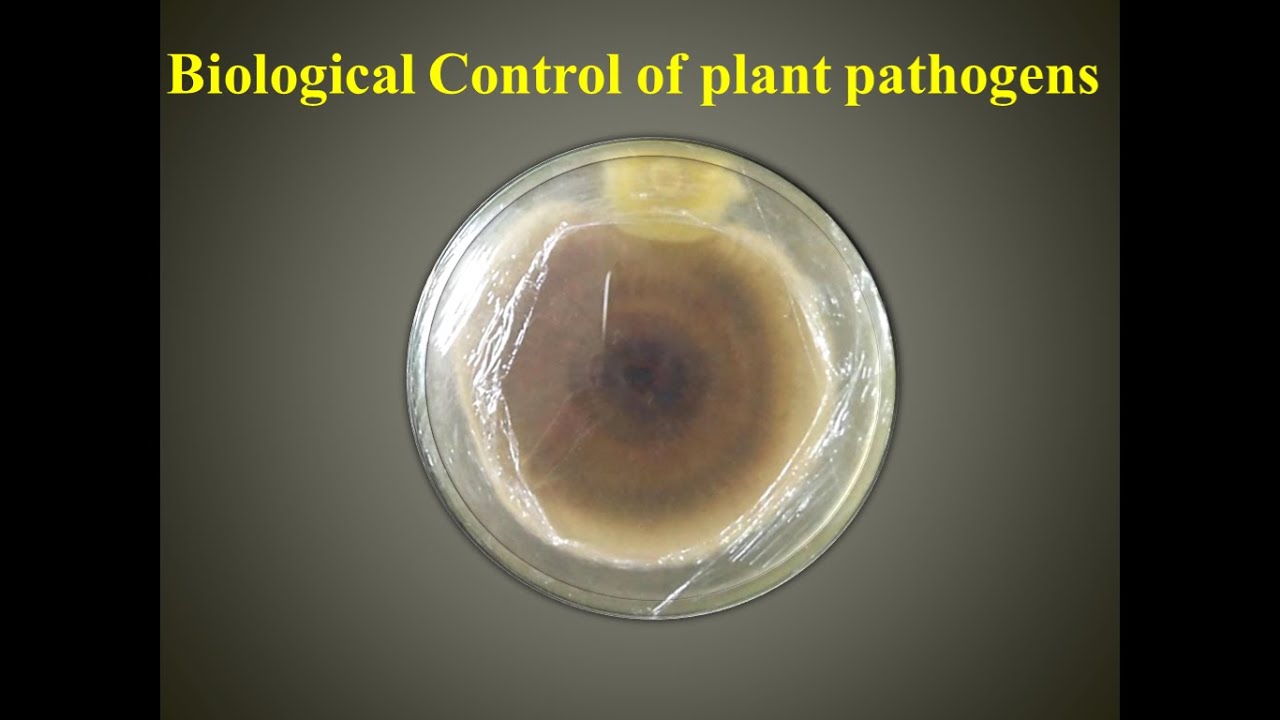 Biological Control of Plant Pathogens (Lecture # 01) - YouTube